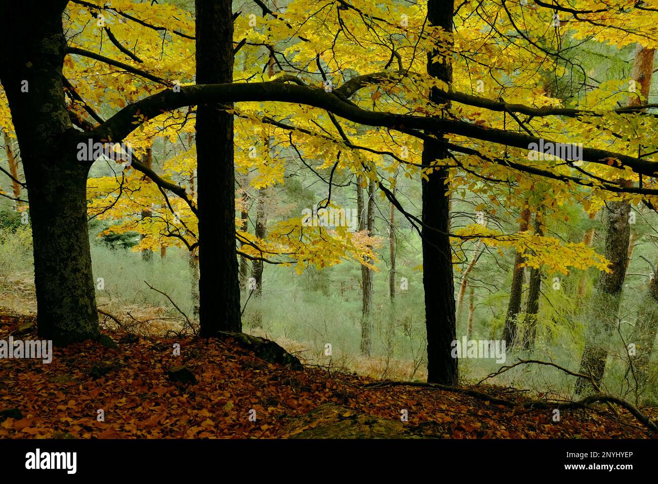 Hayedo escondido hi-res stock photography and images - Alamy