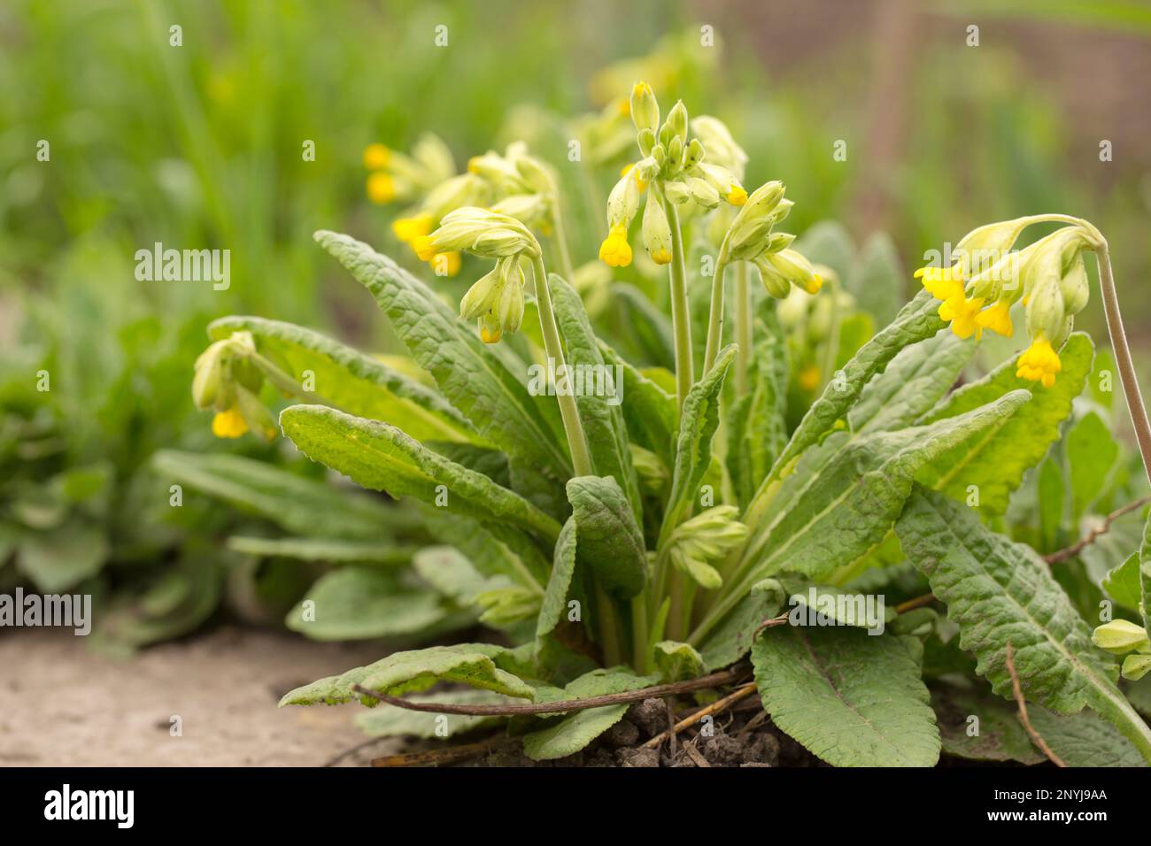 Flowering of medicinal forest primrose in spring in the garden Stock ...