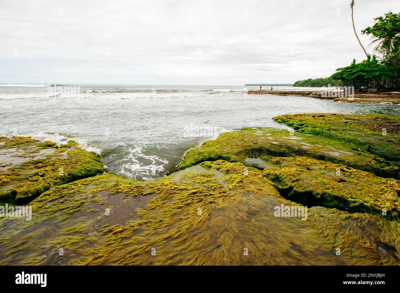 Green seaweed puddle on the beach top shot in Costa Rica Stock Photo ...