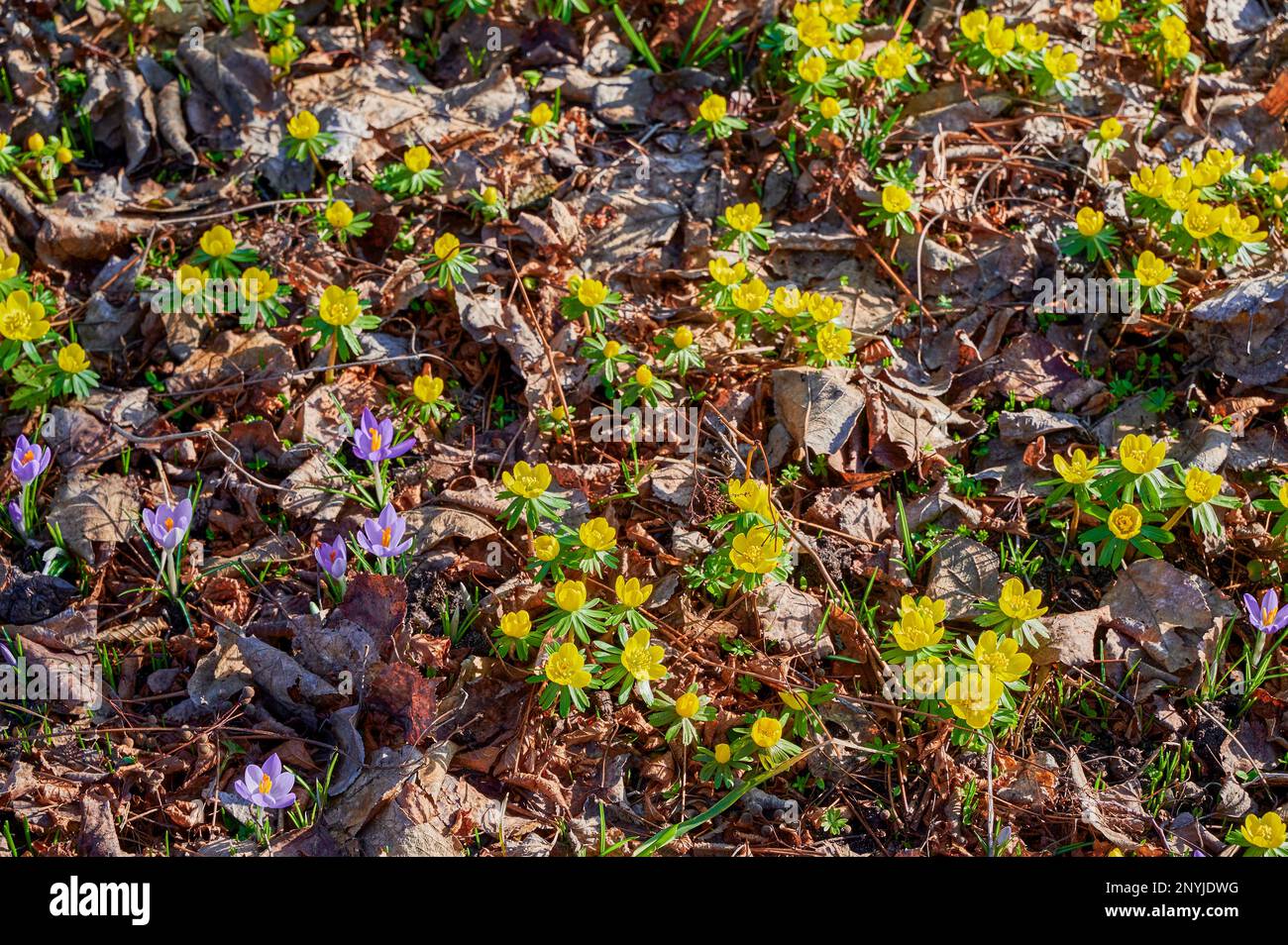 Yellow winter aconite (Eranthis hyemalis) and lilac crocus between dry ...