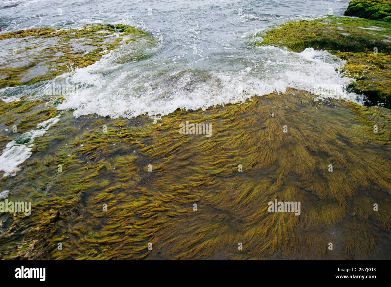 Green seaweed puddle on the beach top shot in Costa Rica Stock Photo ...