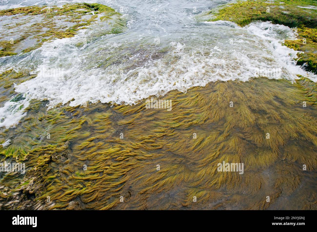 Green seaweed puddle on the beach top shot in Costa Rica Stock Photo ...