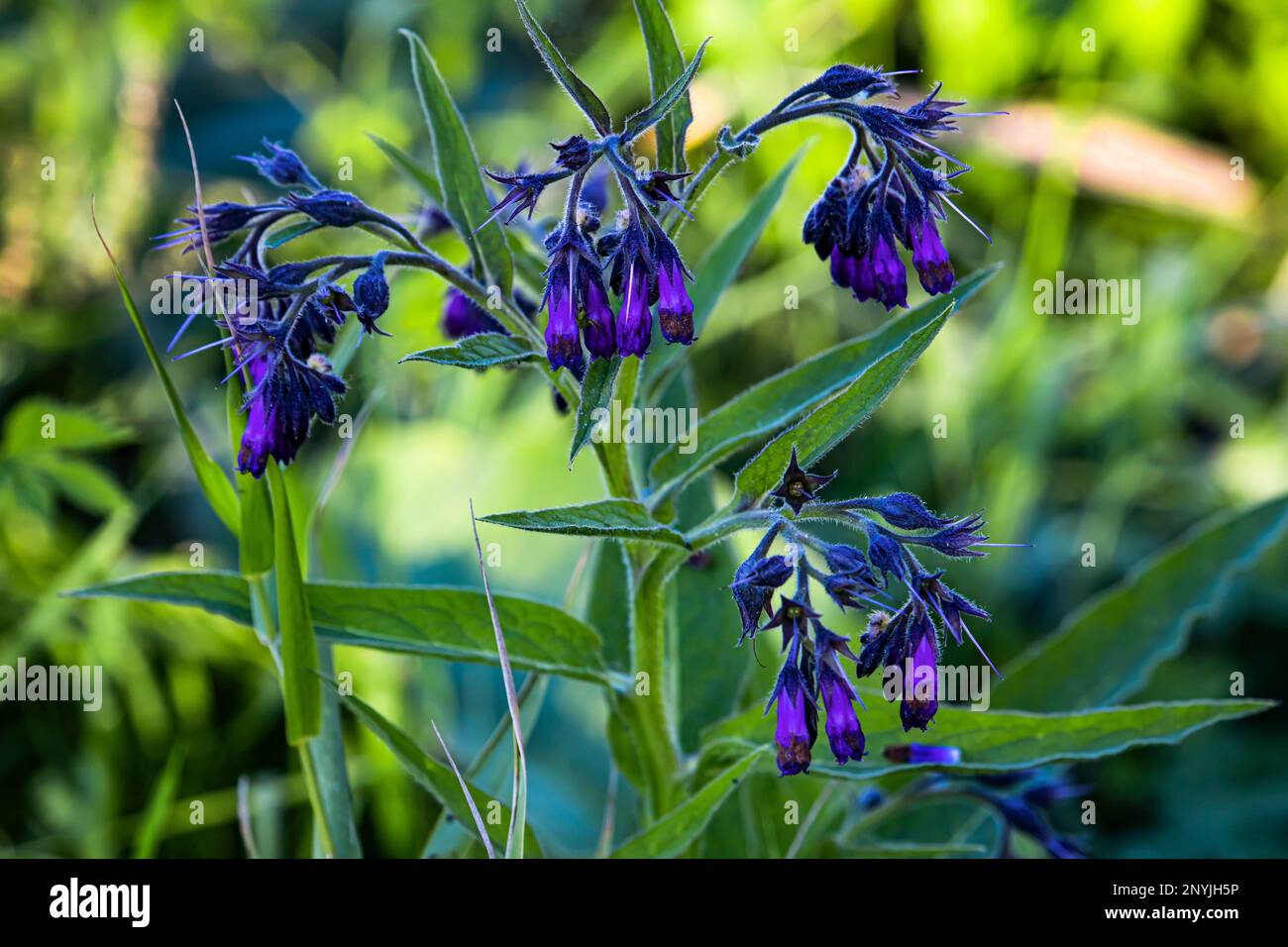 Purple bell flower hi-res stock photography and images - Alamy