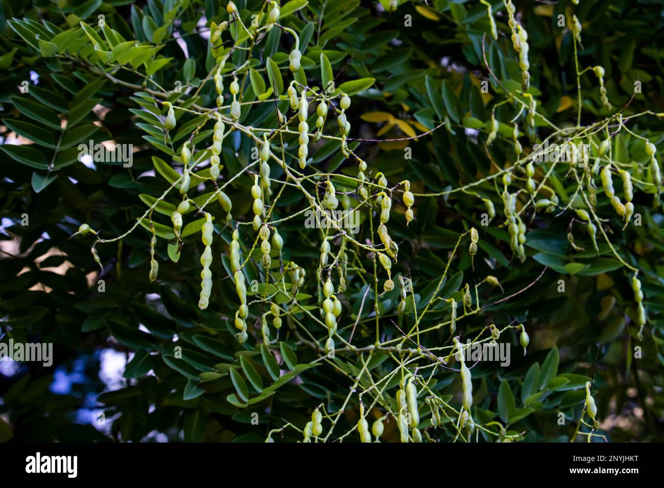 Oblong green crop Stock Photo - Alamy