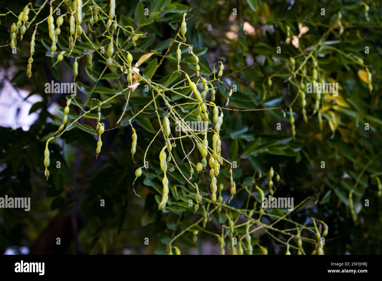 Oblong green crop Stock Photo - Alamy