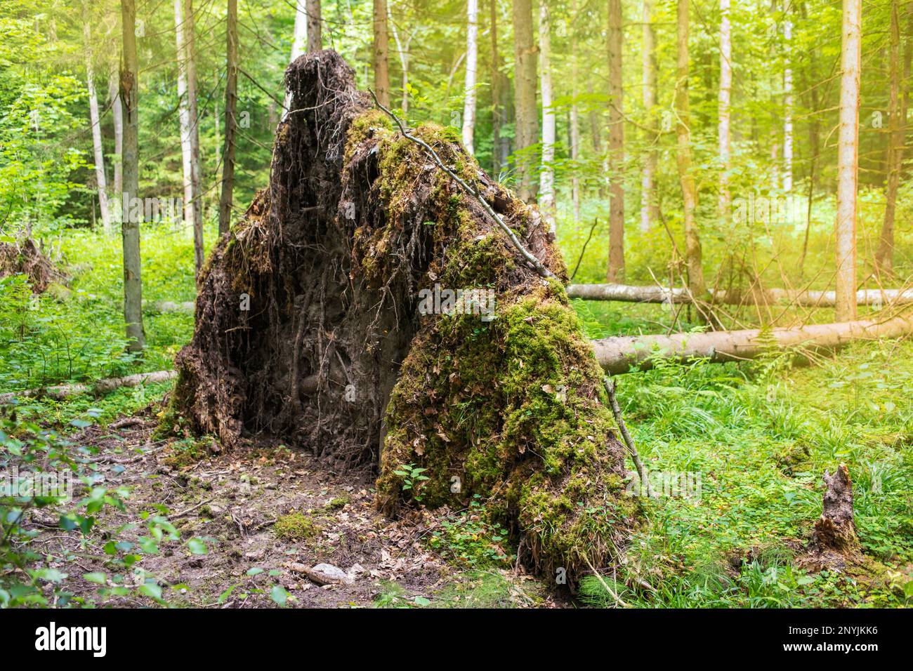 Tree root. Mysterious forest background. Old dry tree lying in the ...