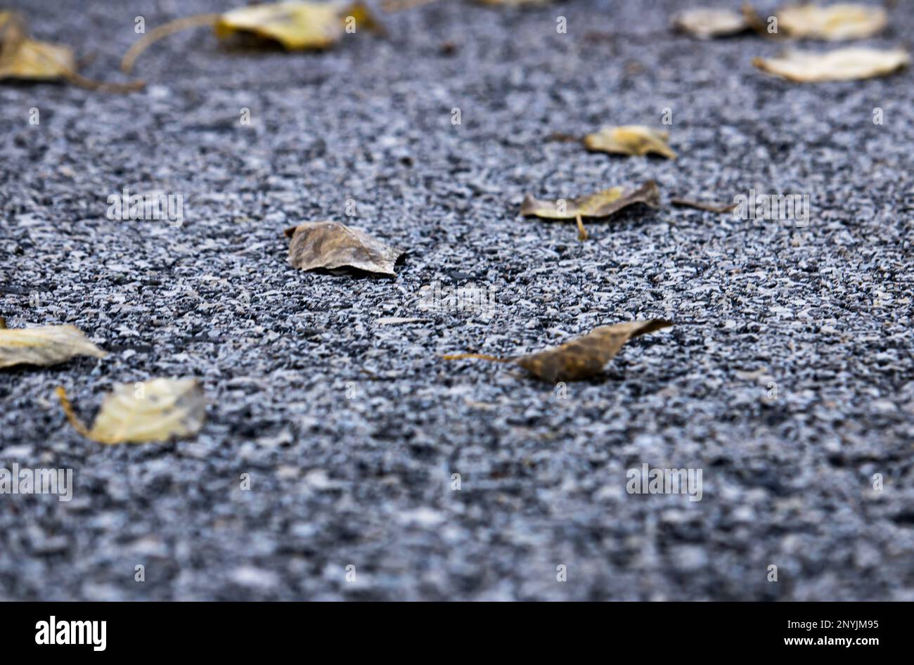 Asphalt road ,Dry leaves on the asphalt road Stock Photo - Alamy