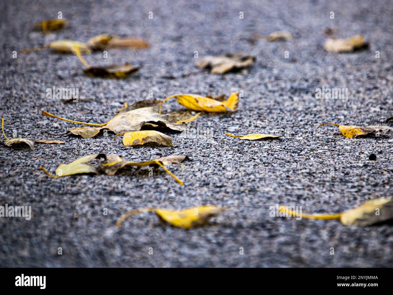 Asphalt road ,Dry leaves on the asphalt road Stock Photo - Alamy