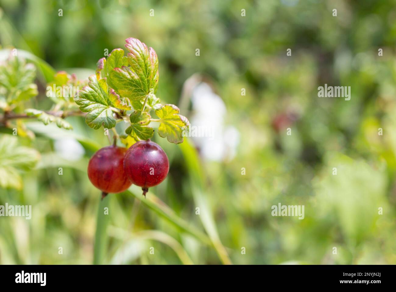 Gooseberry bush wild hi-res stock photography and images - Alamy