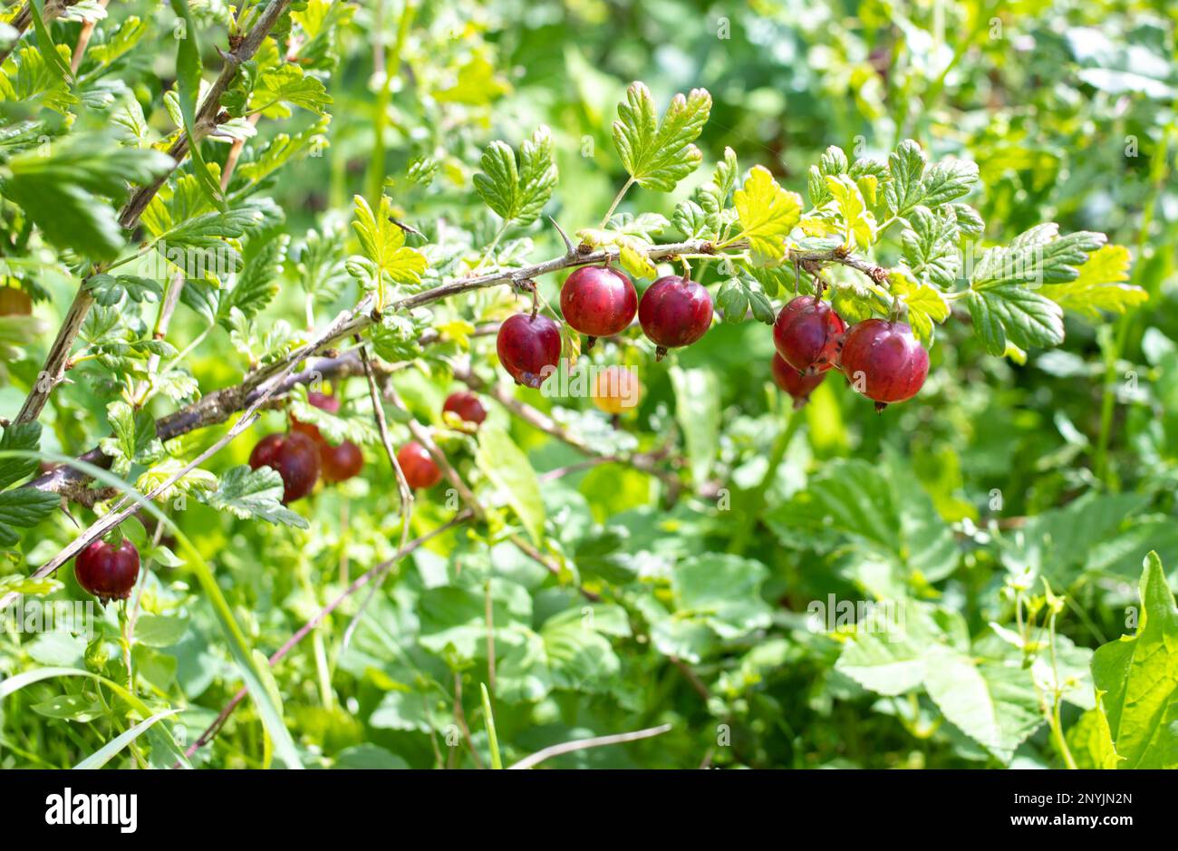 Gooseberry bush wild hi-res stock photography and images - Alamy