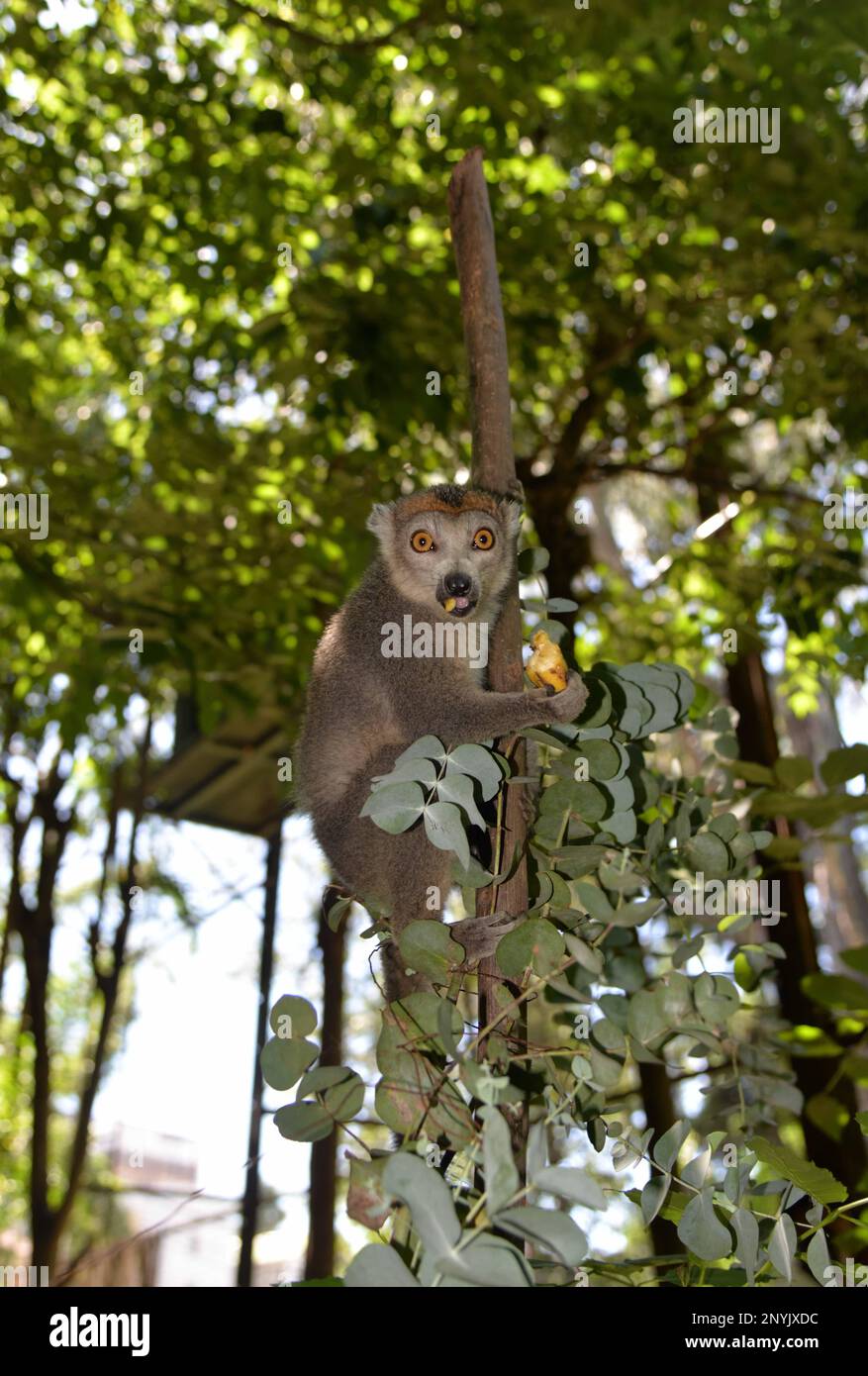 (230302) -- ANTANANARIVO, March 2, 2023 (Xinhua) -- A lemur is seen in ...