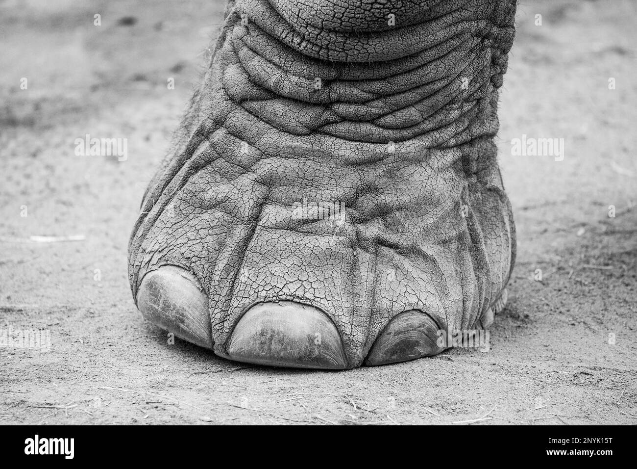 Close up black and white image of african elephant foot Stock Photo - Alamy