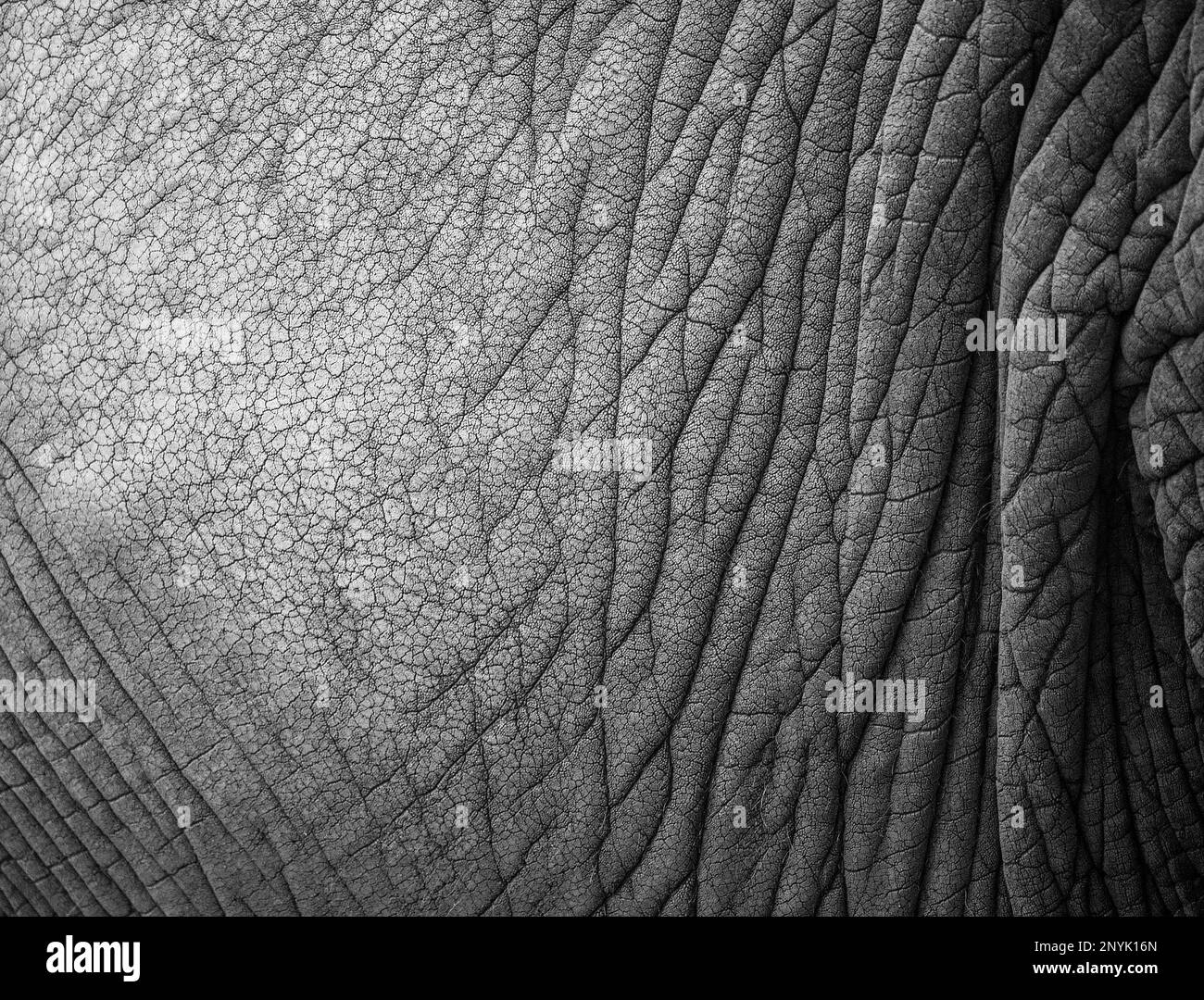 Gray Elephant Skin Texture Background - abstract structure Stock Photo ...