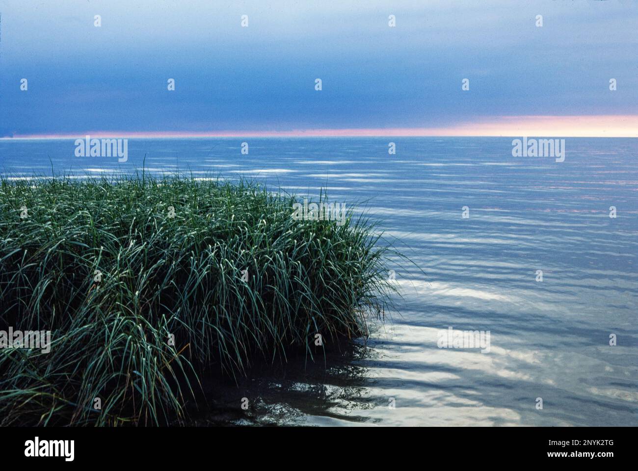 Lush marsh grasses in Cape Cod Bay with calm waters and colorful pink ...