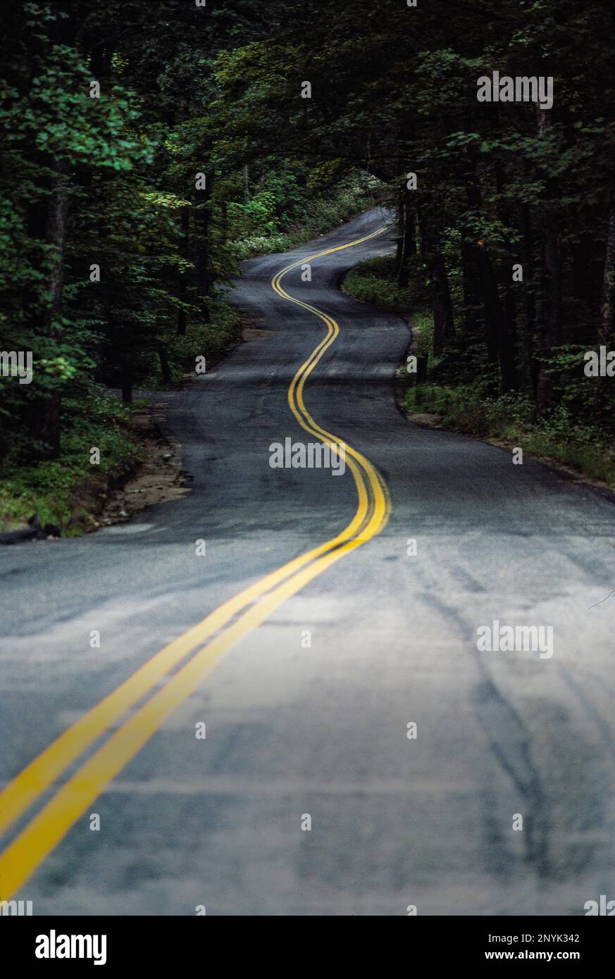 Winding country road with yellow stripes weaves off into the wooded ...
