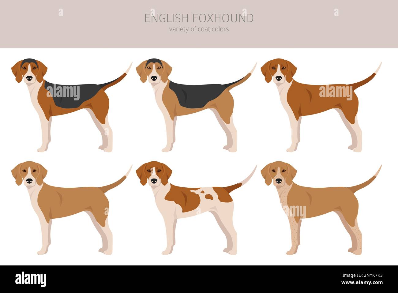 English foxhound clipart. Different poses, coat colors set. Vector ...