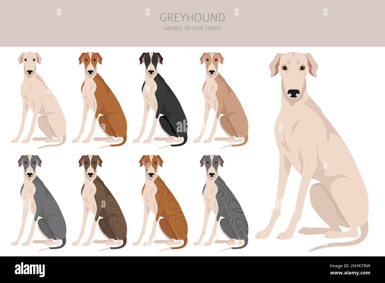 English greyhound clipart. Different poses, coat colors set. Vector ...