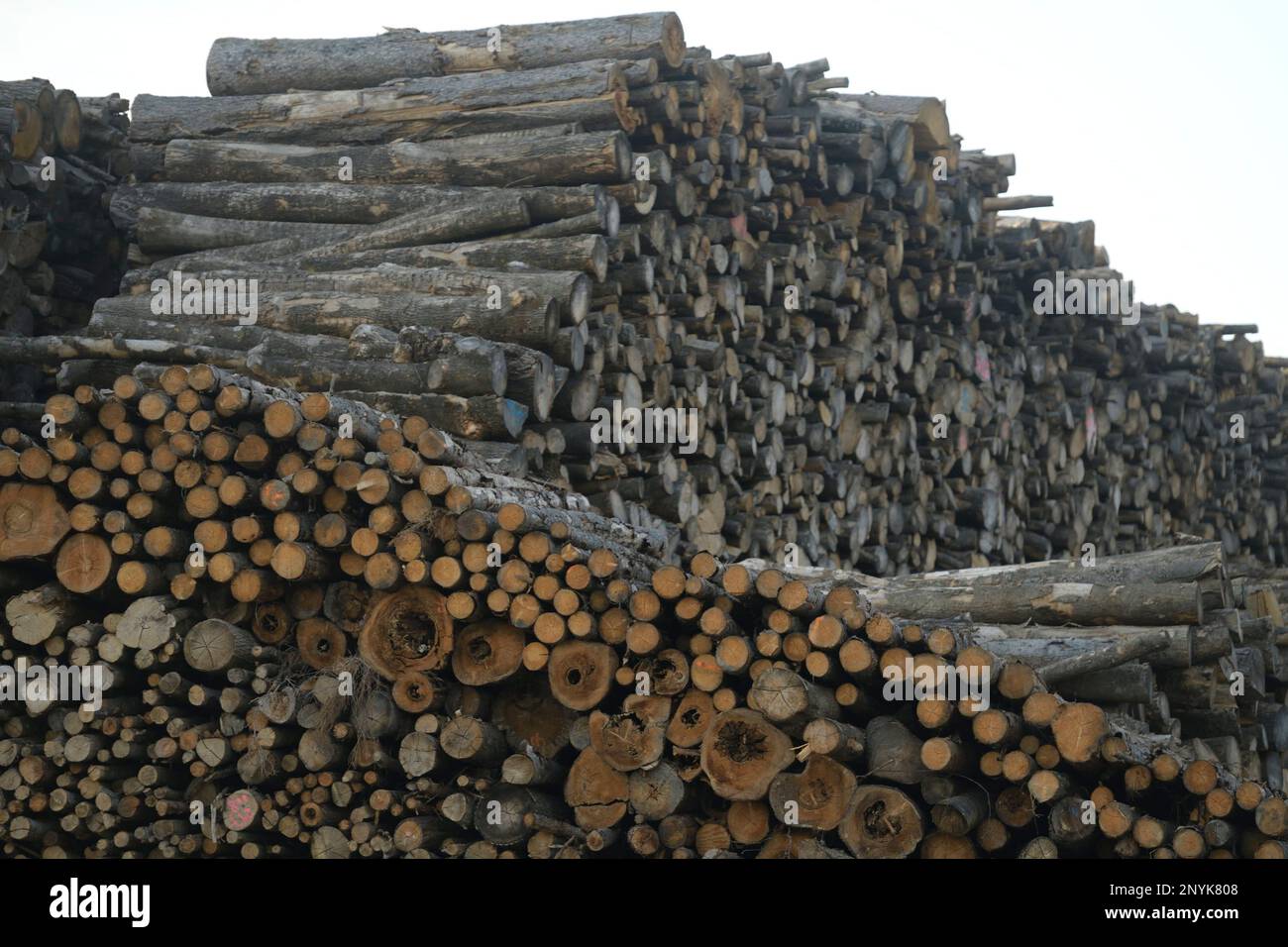 Linz / Austria - In a biomass power plant, huge piles of logs are ...