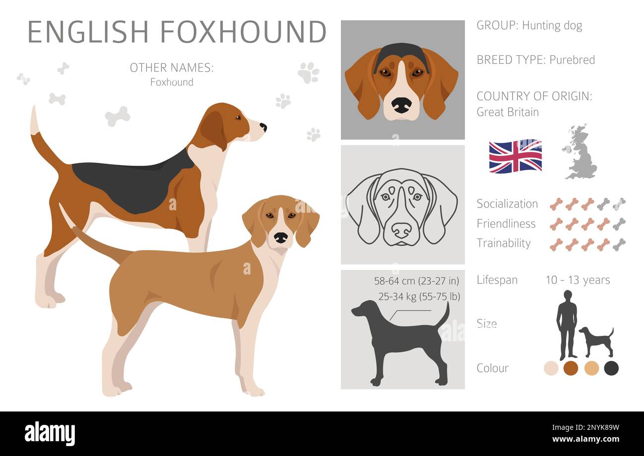 English foxhound clipart. Different poses, coat colors set. Vector ...