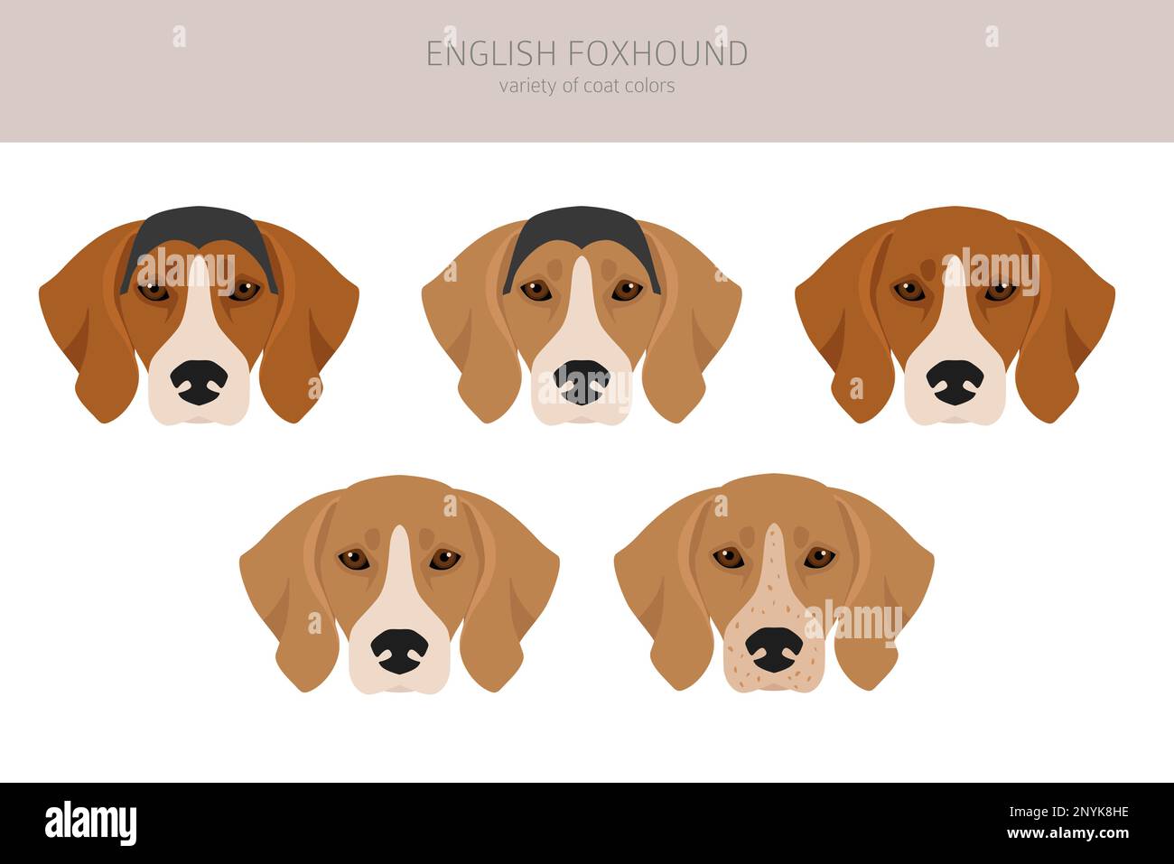 English foxhound clipart. Different poses, coat colors set. Vector ...