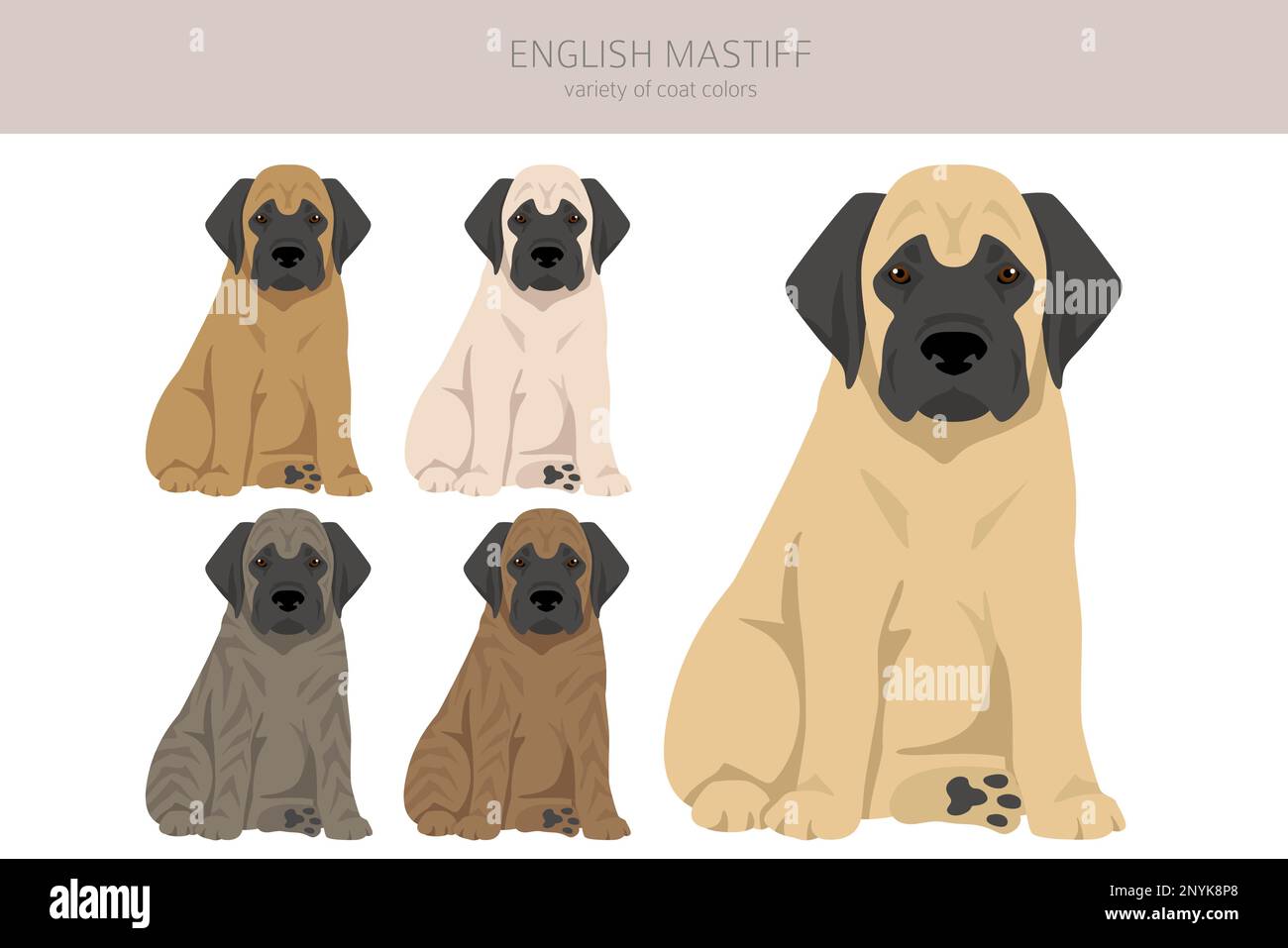 English mastiff colors hi-res stock photography and images - Alamy