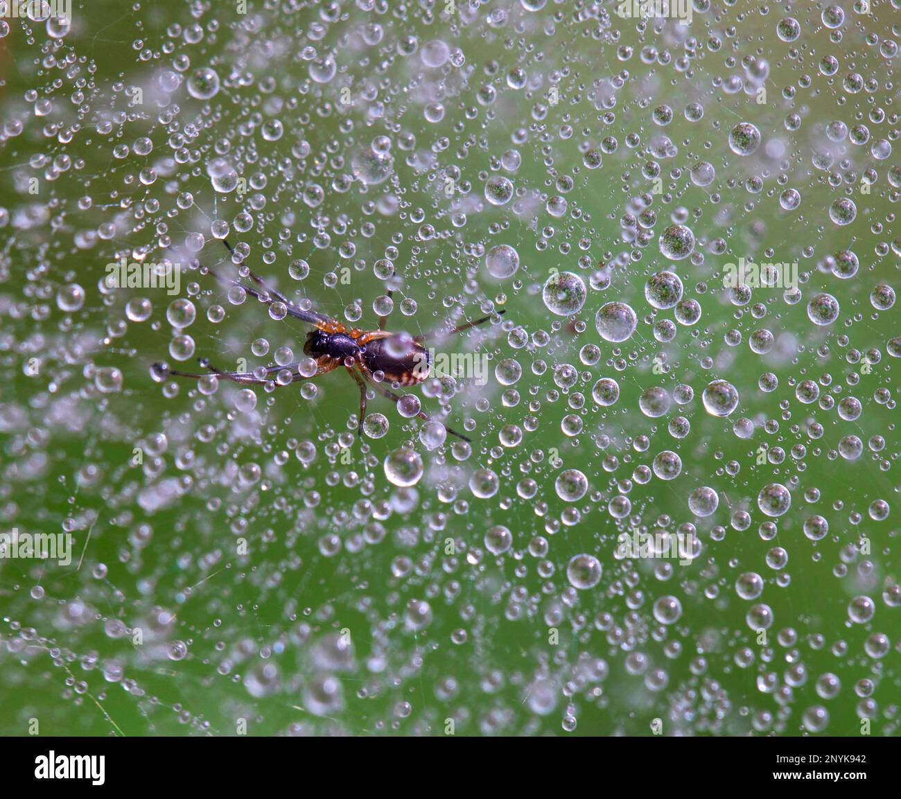 Rain spider hi-res stock photography and images - Alamy