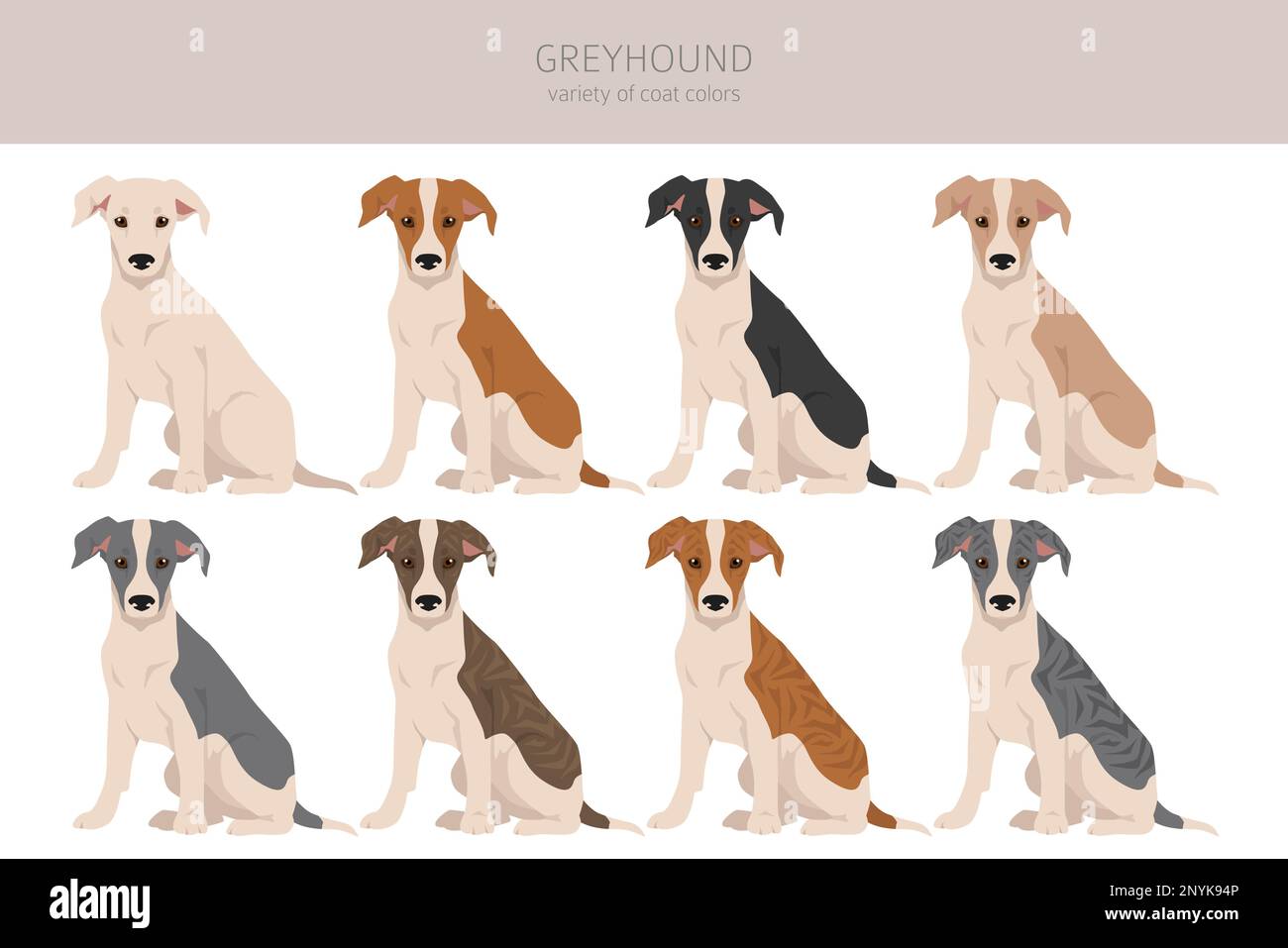 English greyhound clipart. Different poses, coat colors set. Vector ...