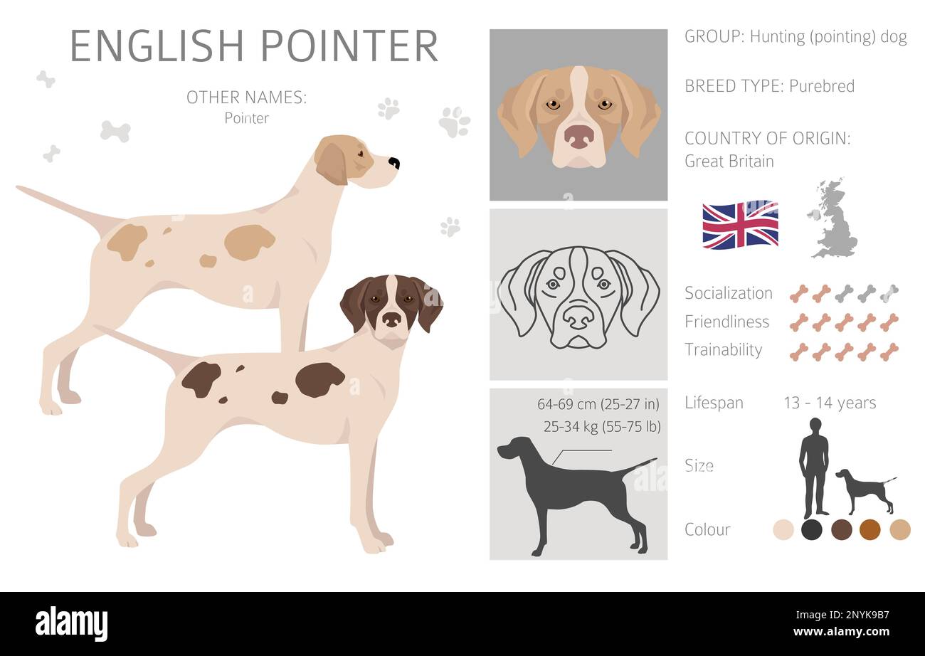 English pointer clipart. Different poses, coat colors set. Vector ...