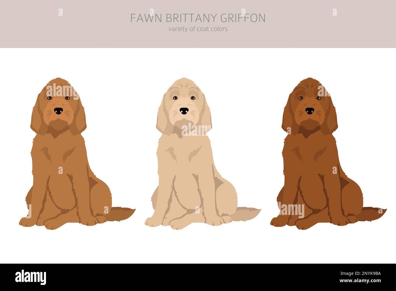 Fawn Brittany Griffon clipart. Different coat colors set. Vector ...