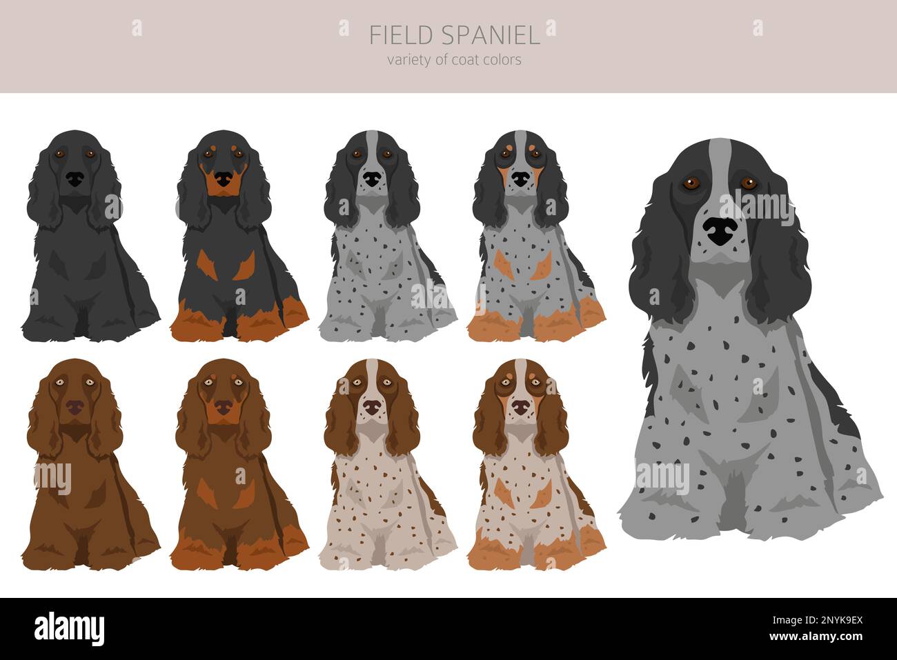 Field spaniel clipart. Different poses, coat colors set. Vector ...
