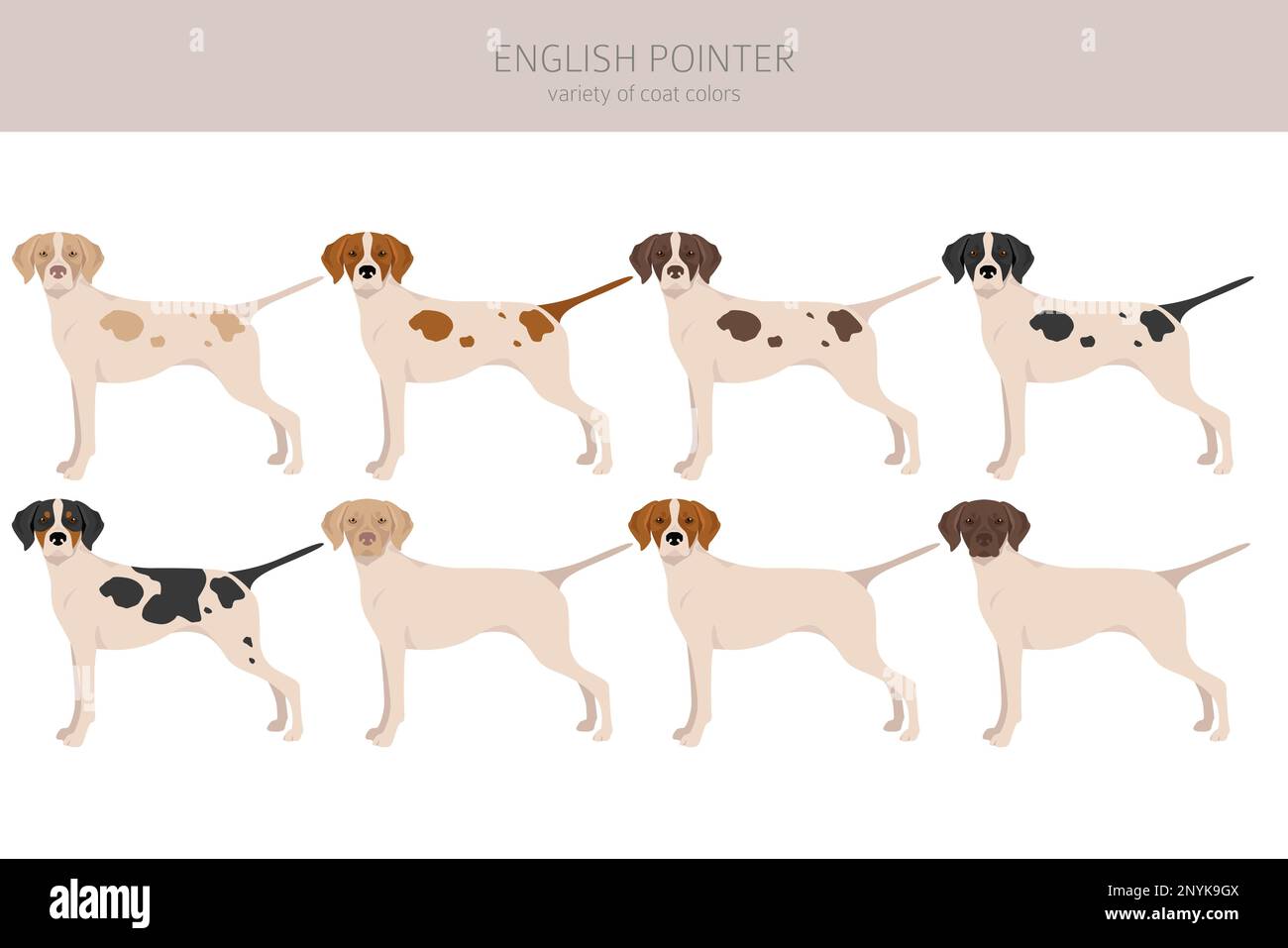 English pointer clipart. Different poses, coat colors set. Vector ...