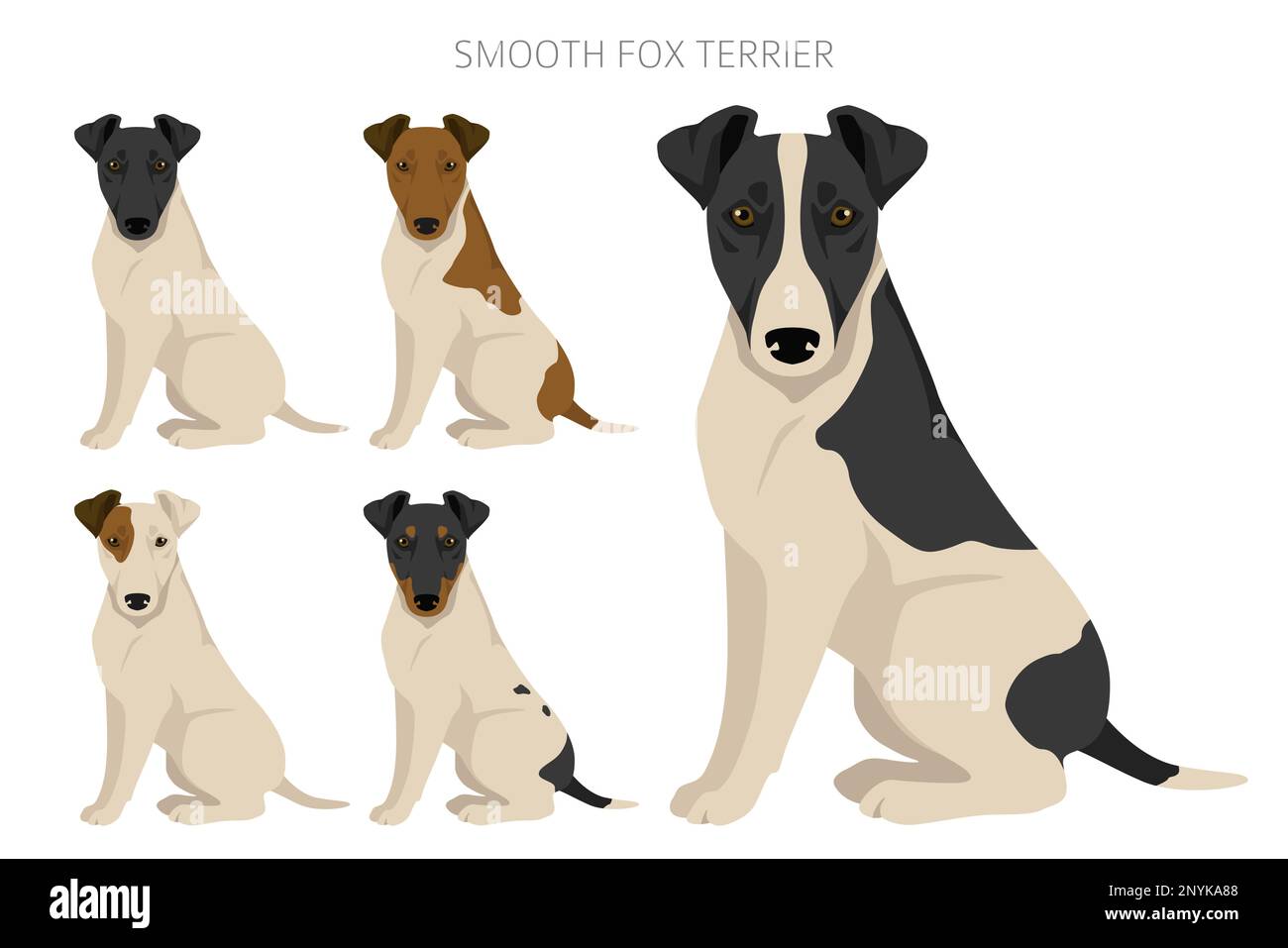 Smooth fox terrier clipart. Different poses, coat colors set. Vector ...