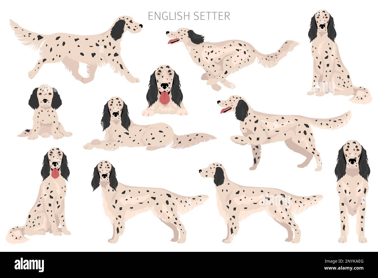 English setter clipart. Different poses, coat colors set. Vector ...