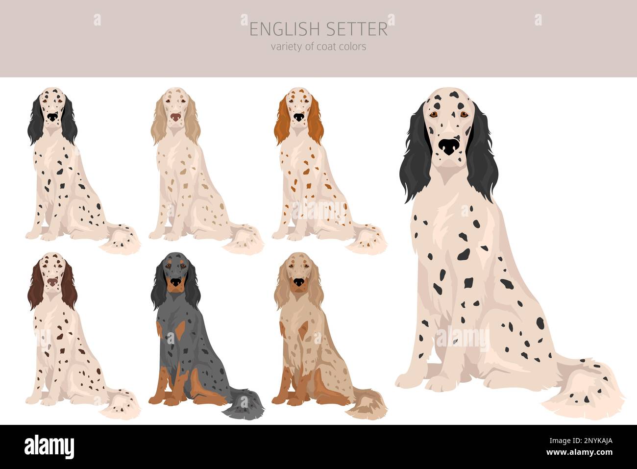 English setter clipart. Different poses, coat colors set. Vector ...