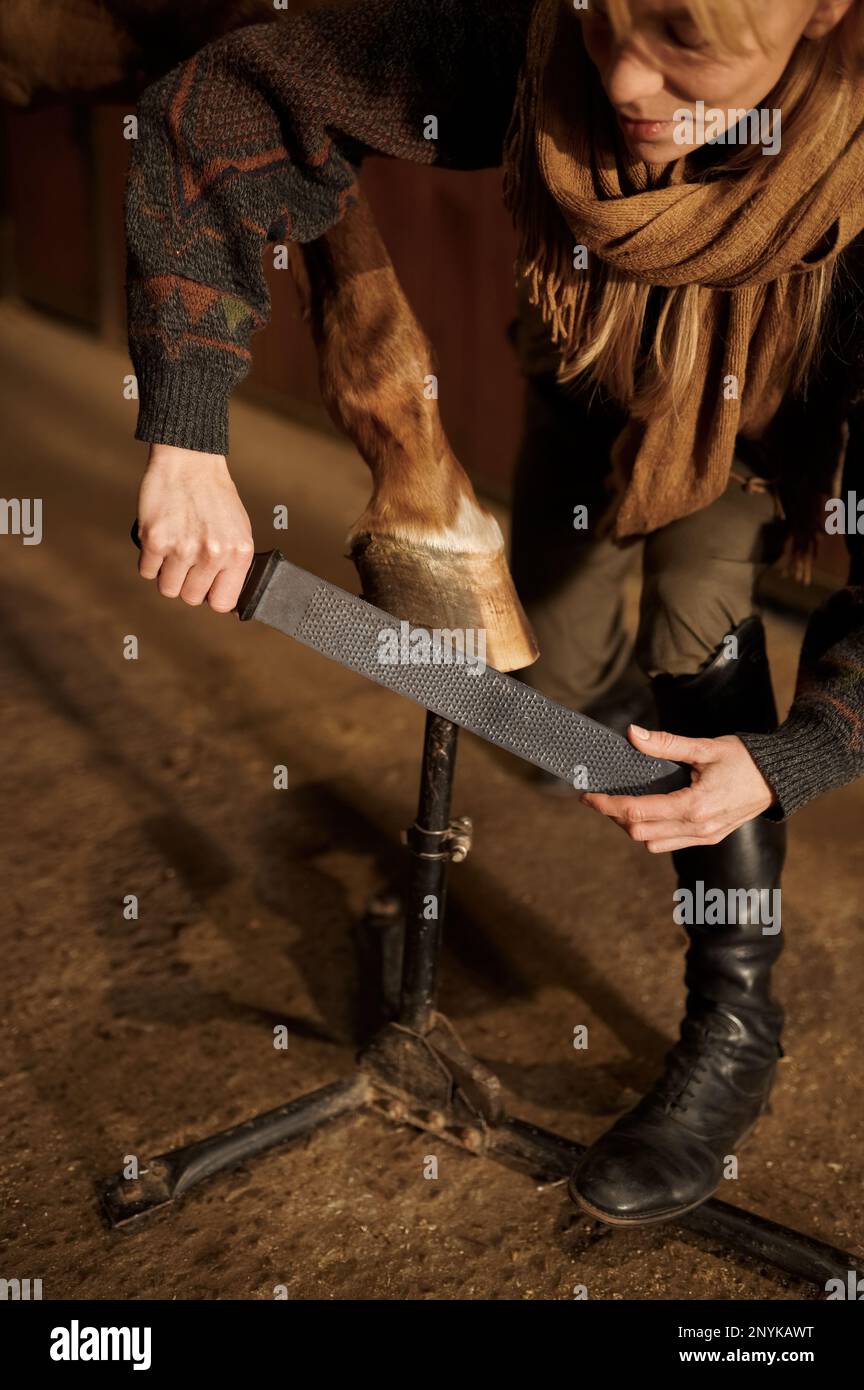 Female horse owner trimming and shaping young stallion hoof Stock Photo ...
