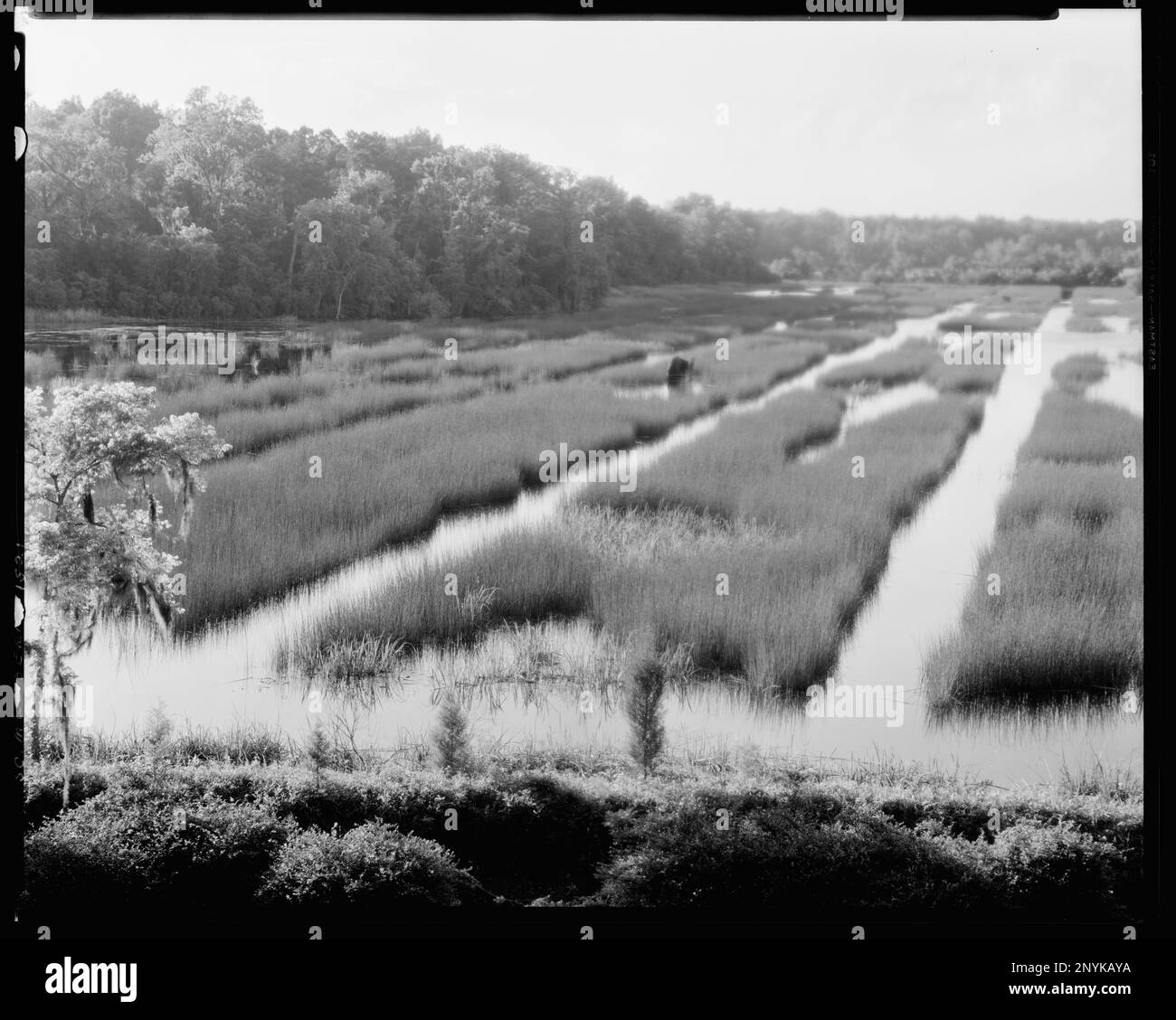 Mulberry, Moncks Corner vic., Berkeley County, South Carolina. Carnegie ...