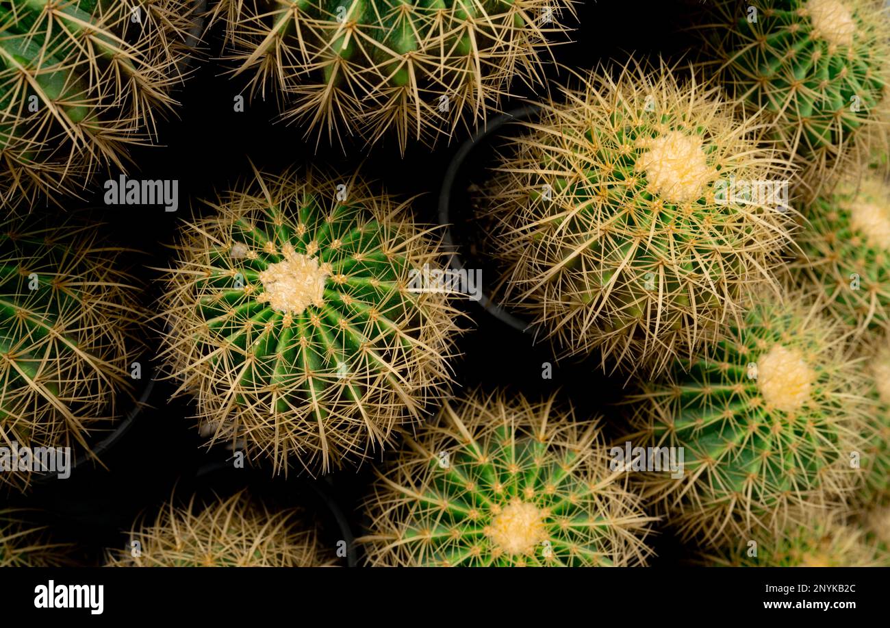 Top view of green cactus tree. Desert plant. Cacti succulent plants ...