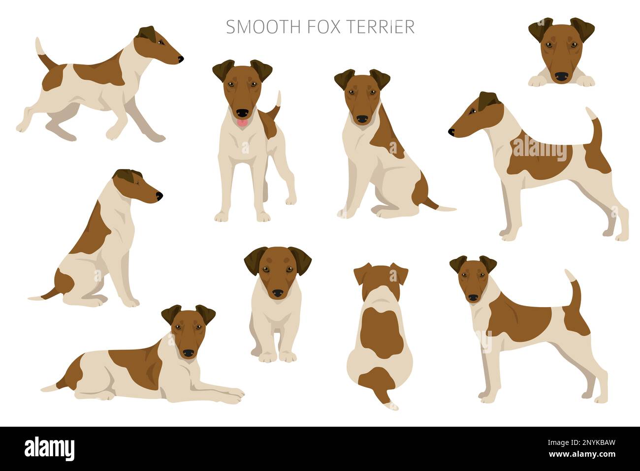 Smooth fox terrier clipart. Different poses, coat colors set. Vector ...