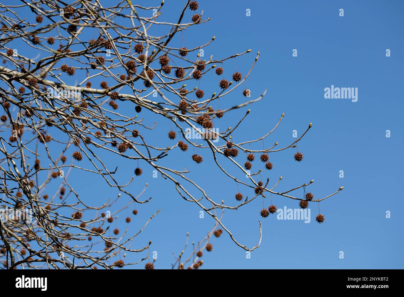 Platanus platanus fruiting bodies on the tree that look like Christmas ...