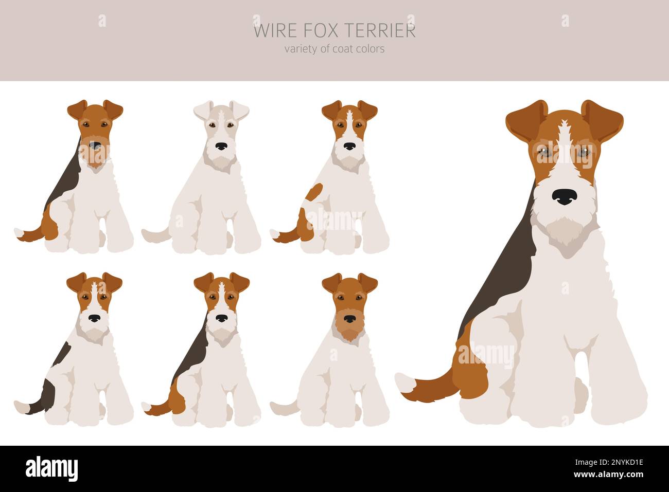 Wire Fox Terrier Hypoallergenic