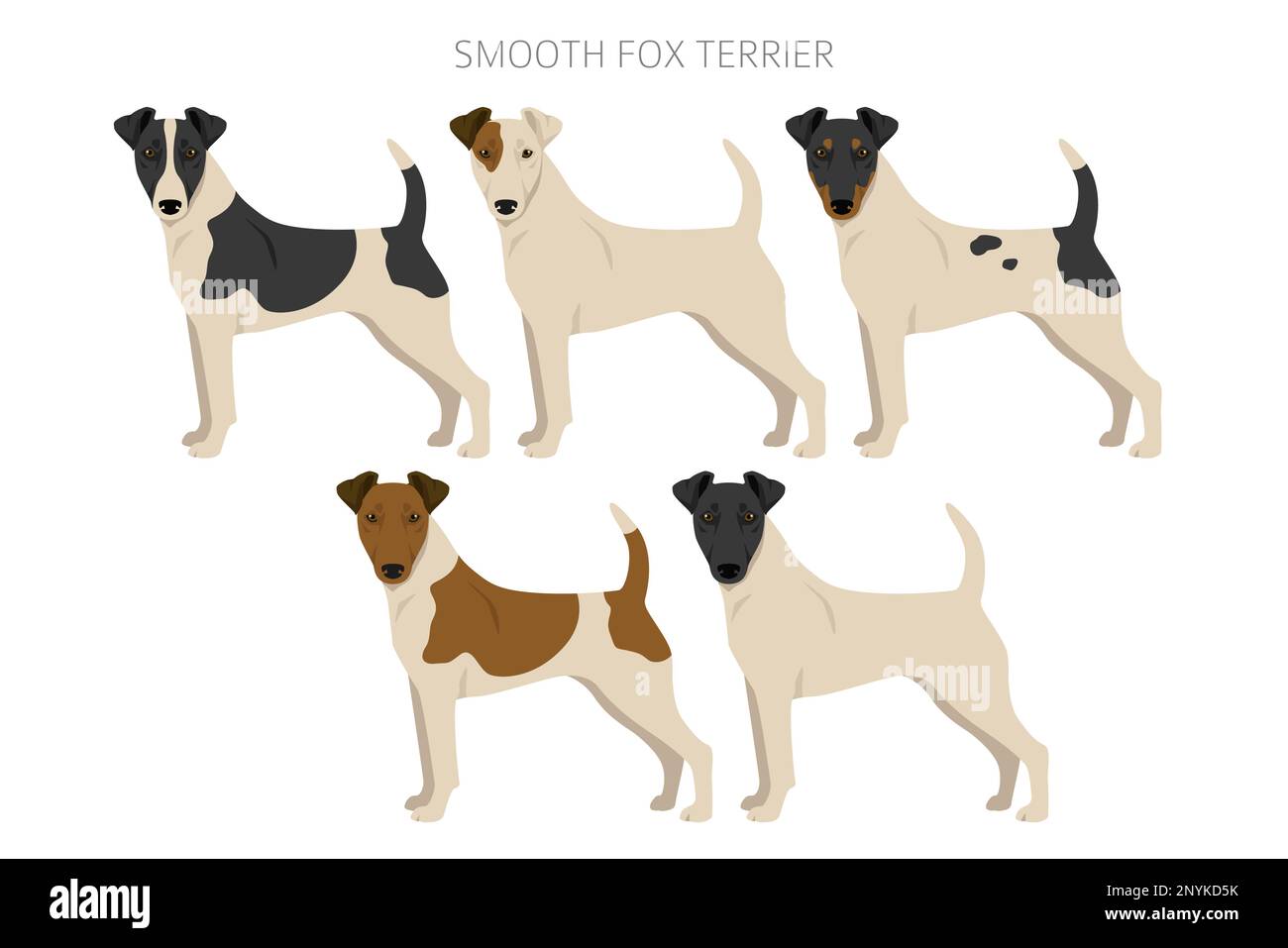 Smooth fox terrier clipart. Different poses, coat colors set. Vector ...