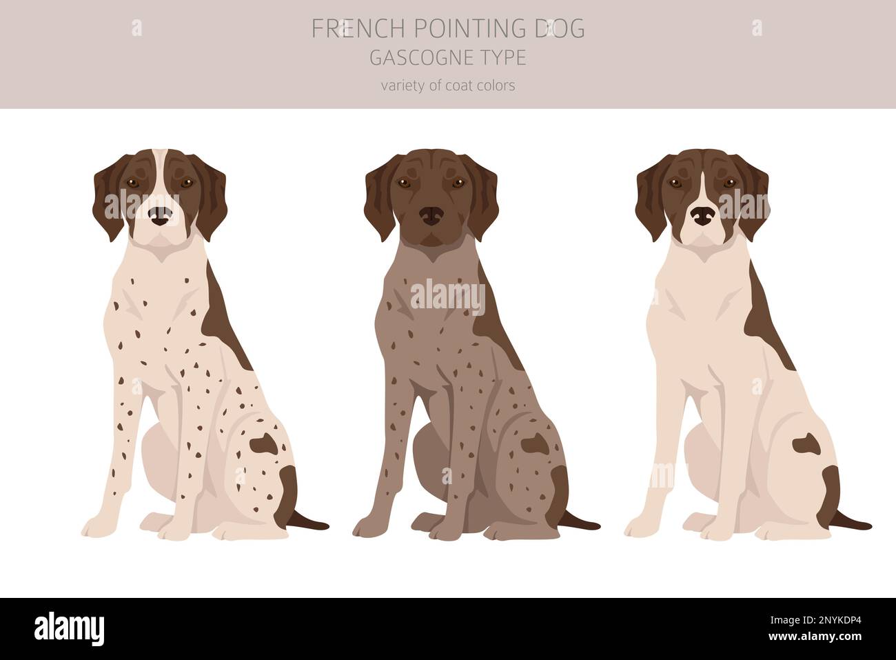 French pointing dog, Gascogne type clipart. Different poses, coat ...