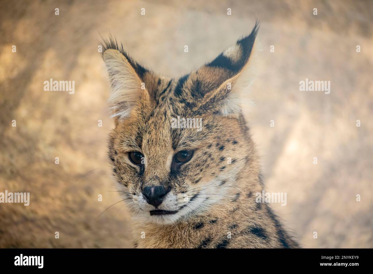 The serval (Leptailurus serval) is a wild cat native to Africa. It is ...