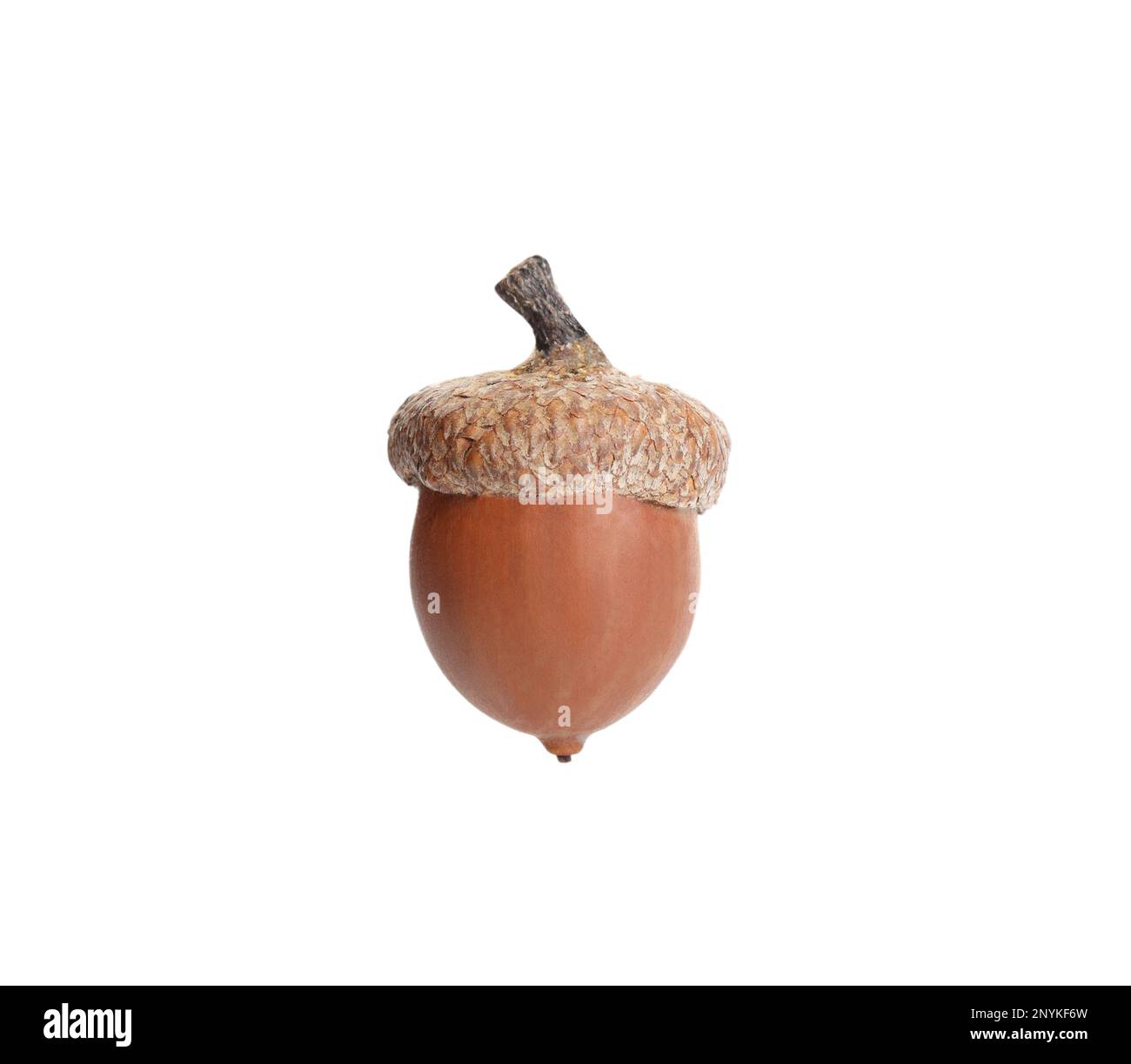 One beautiful brown acorn isolated on white Stock Photo - Alamy