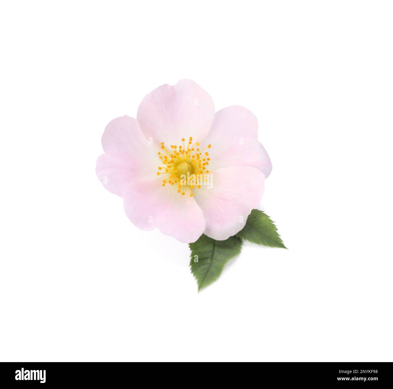 Beautiful rose hip flower with leaves on white background Stock Photo ...