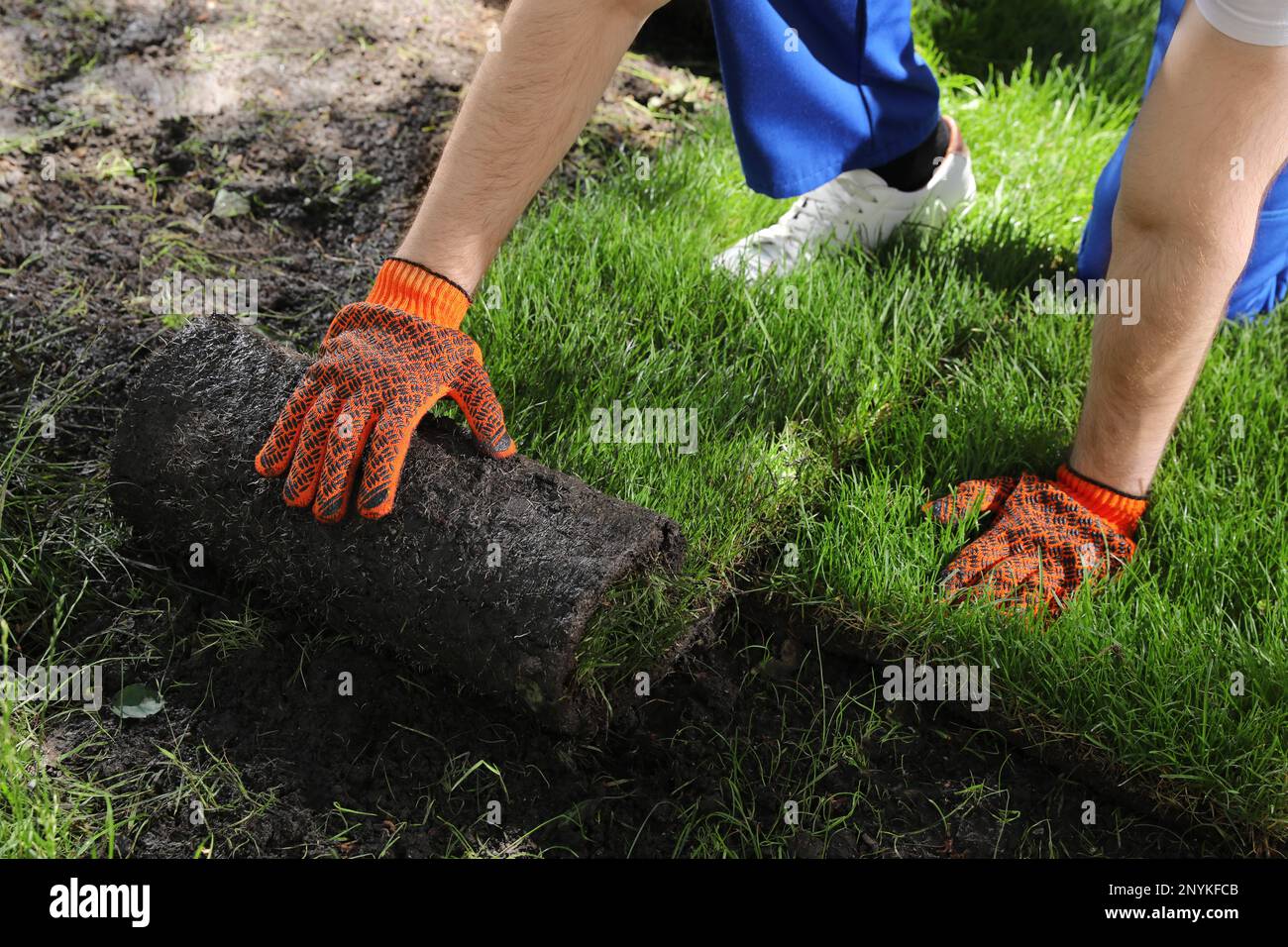 Gardener laying grass sod on backyard, closeup Stock Photo - Alamy