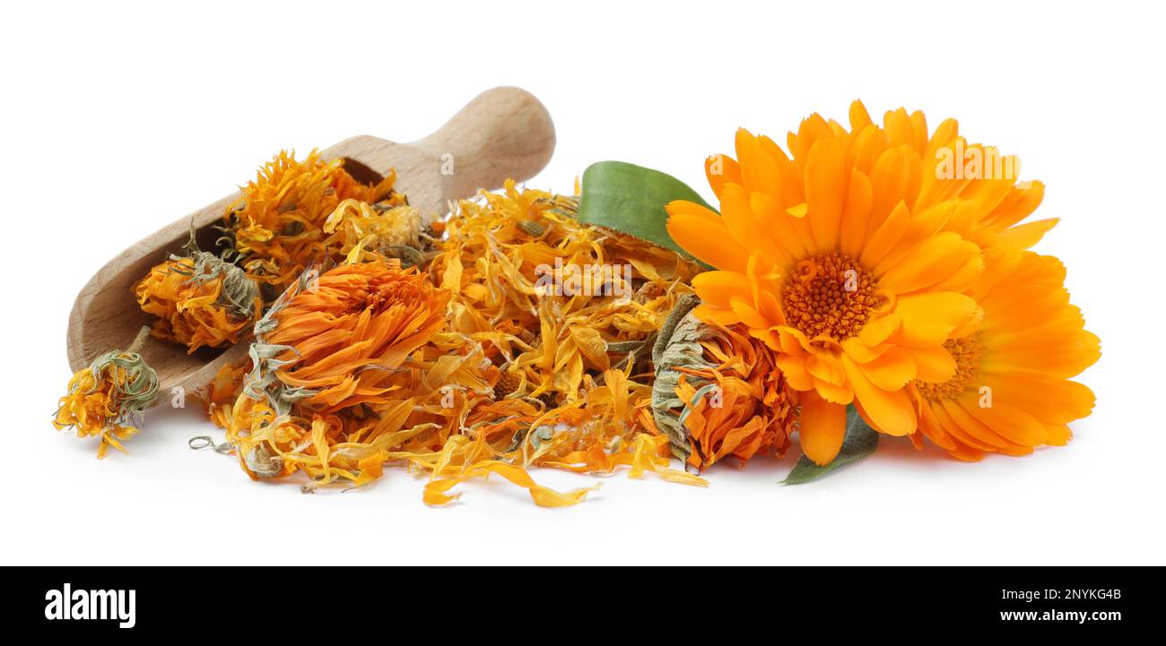 Pile of dry and fresh calendula flowers with wooden scoop on white ...