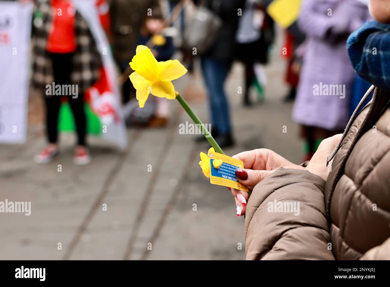 A participant seen holding a daffodil decoration during St David's Day ...