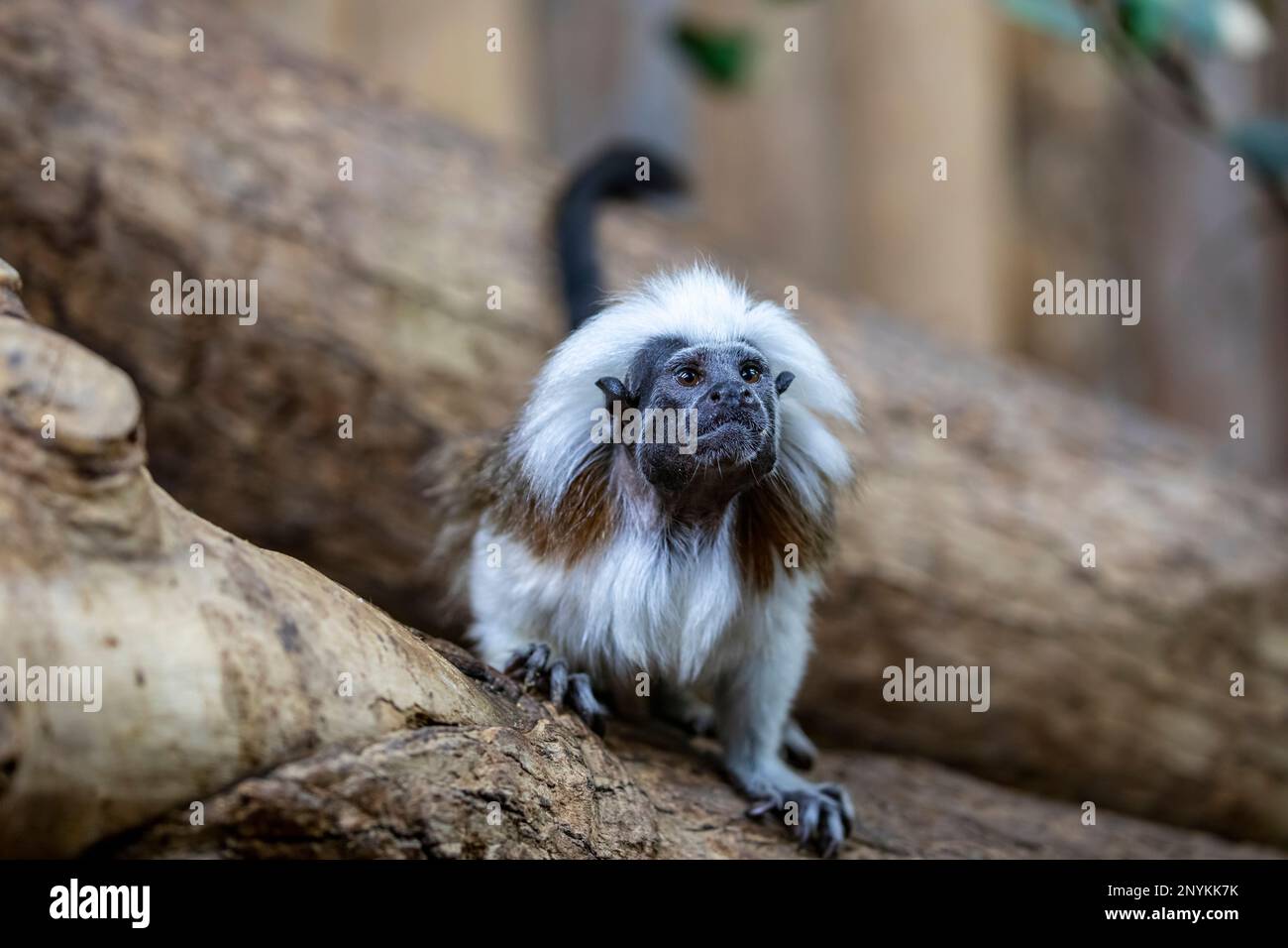 A Cotton-top tamarin closeup image. One of the smallest primates ...
