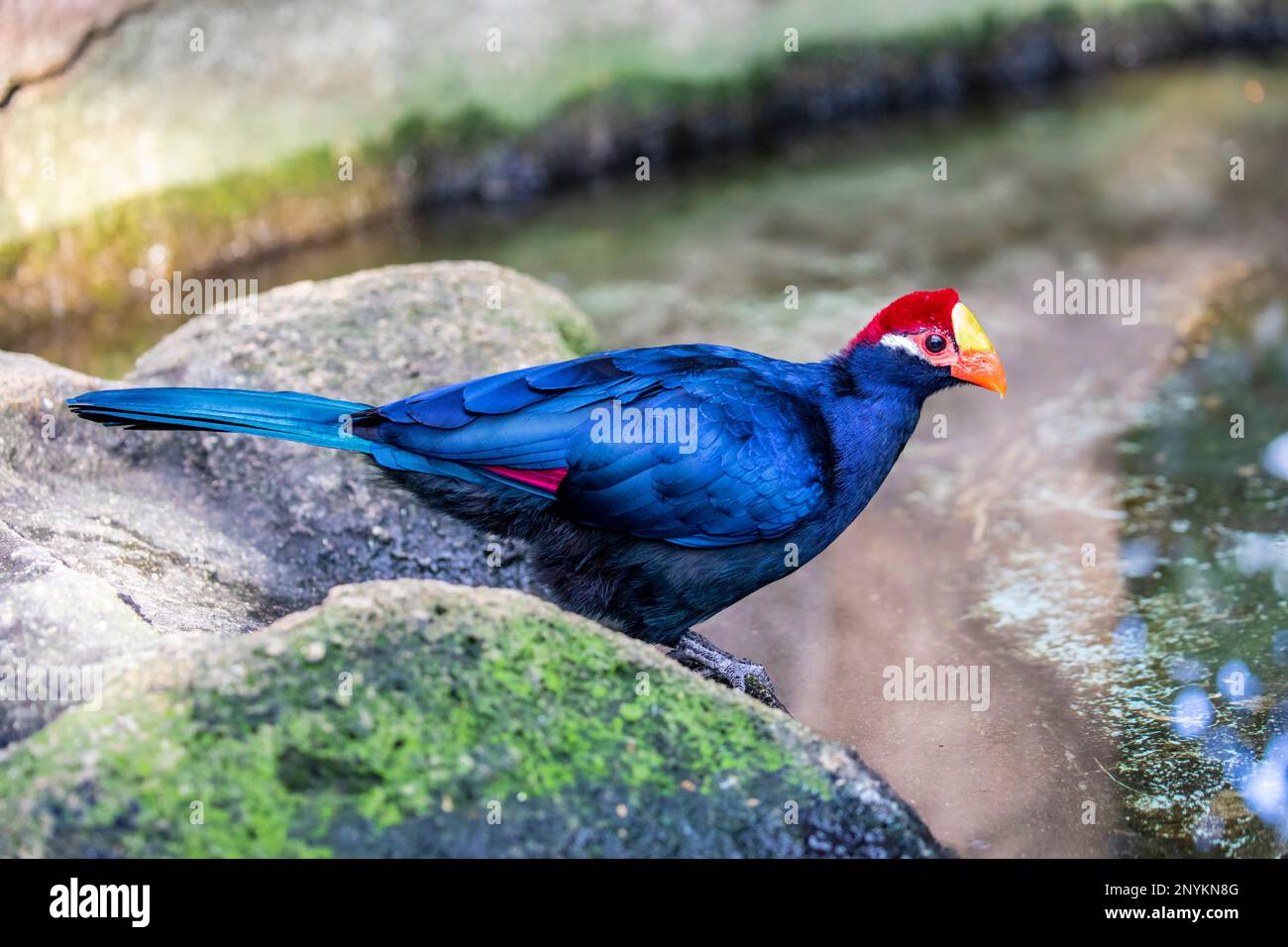 The violet turaco (Tauraco violaceus) is a large turaco, a group of ...